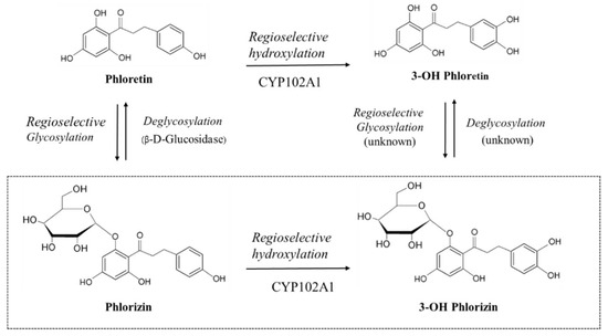 Enzymatic Production of 3-OH Phlorizin, a Possible Bioactive Polyphenol ...