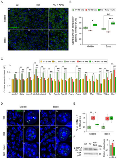 Dual-Specificity Phosphatase 1 (DUSP1) Has a Central Role in Redox ...