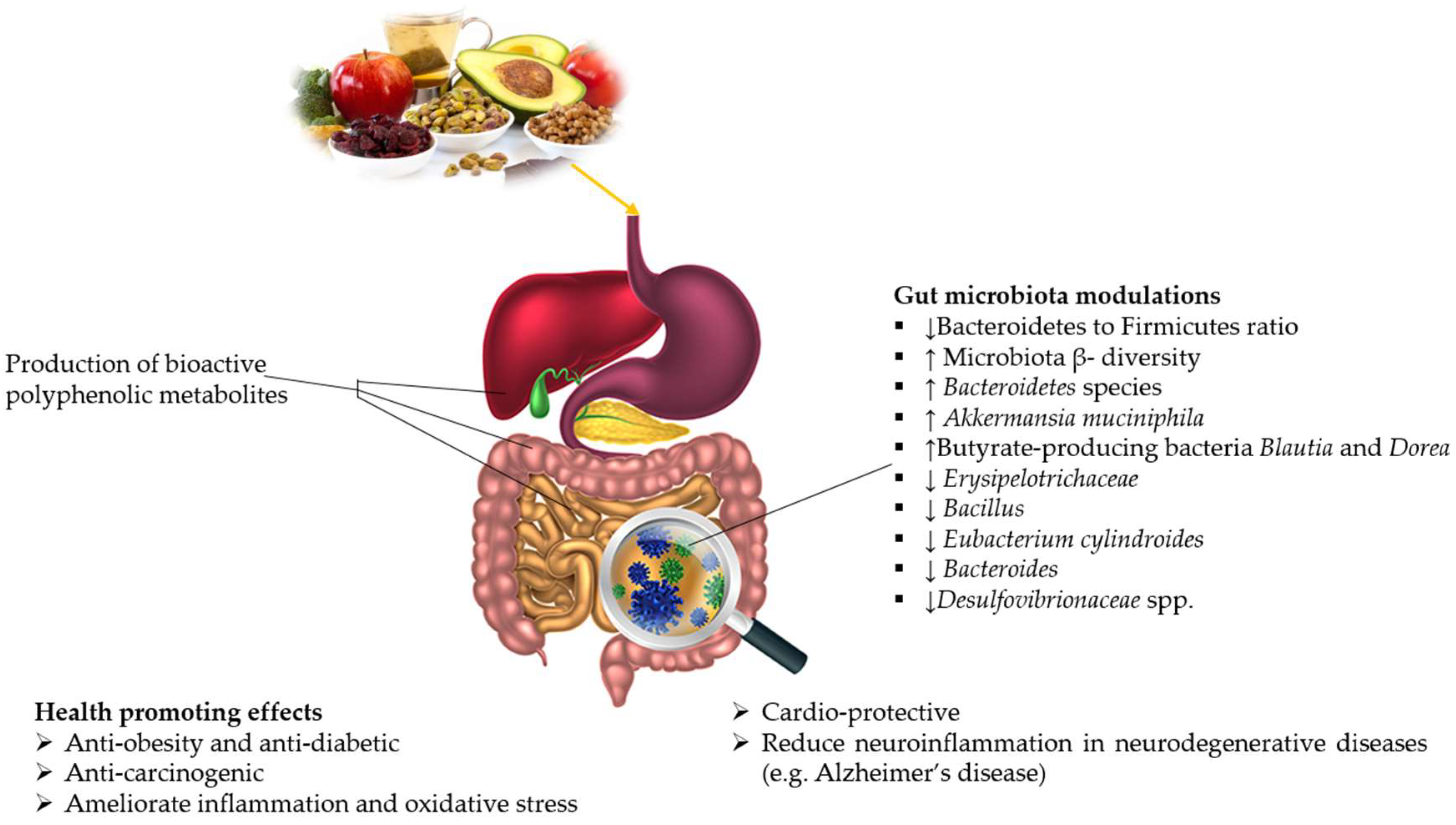 Antioxidants Free Full Text The Potential Role Of Polyphenols In