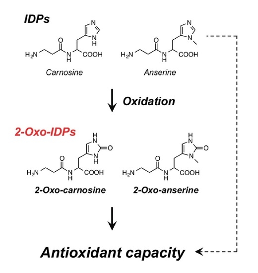 Antioxidants | Free Full-Text | 2-Oxo-Imidazole-Containing Dipeptides ...