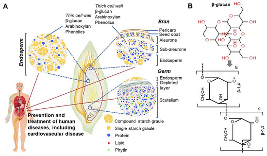 Multiple Antioxidative and Bioactive Molecules of Oats (Avena sativa L ...