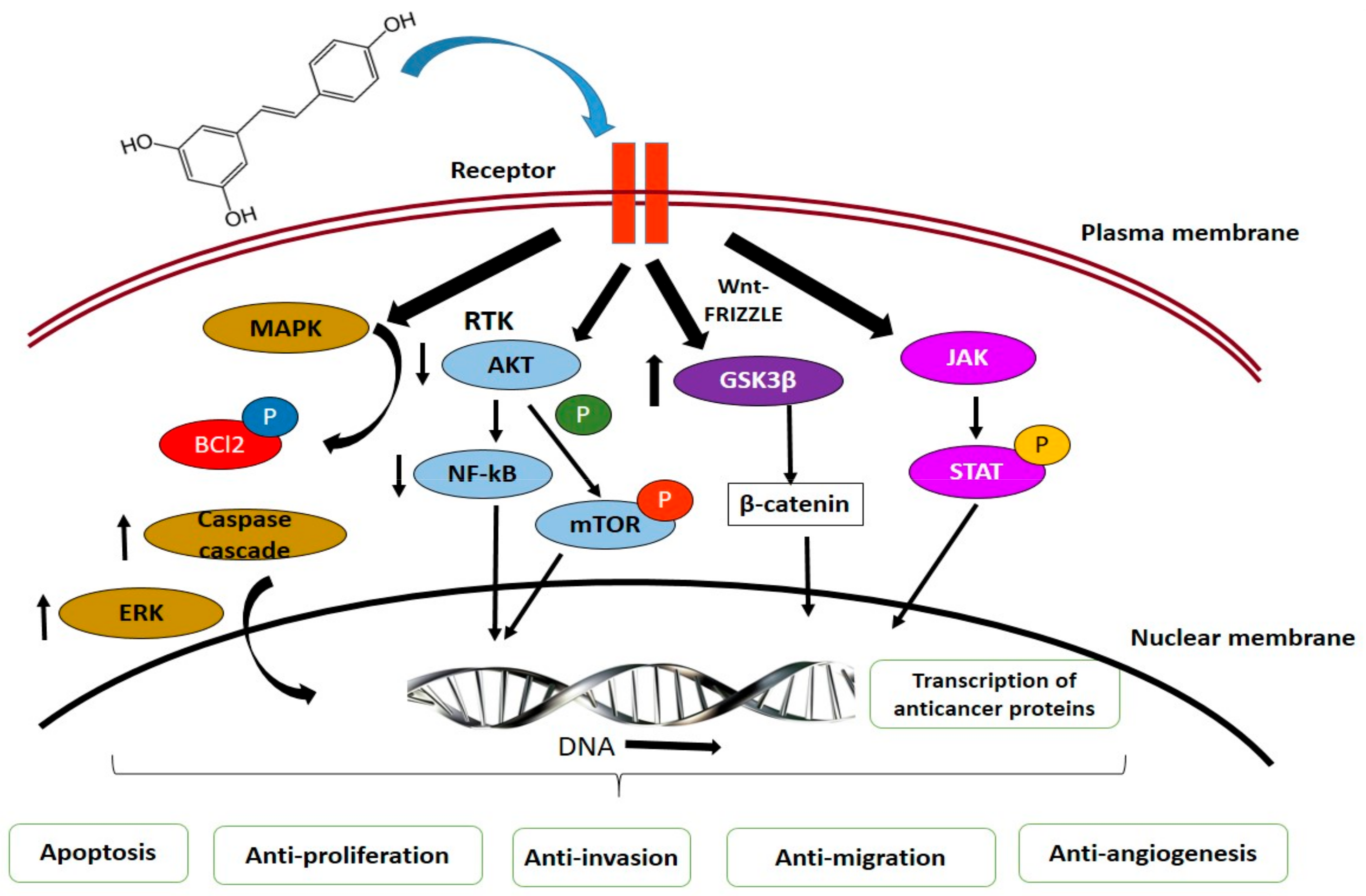 Antioxidants Free Full Text Role Of Phytochemicals In Cancer