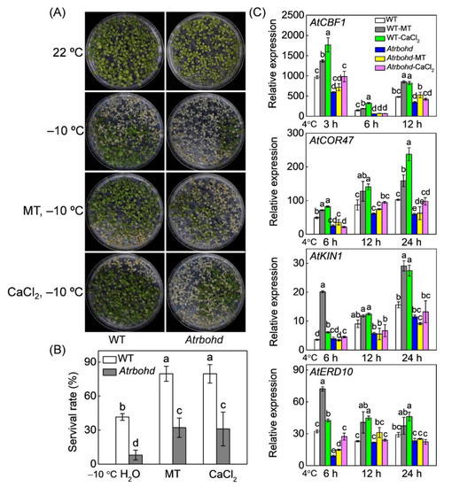 Positive Interaction between H2O2 and Ca2+ Mediates Melatonin-Induced ...