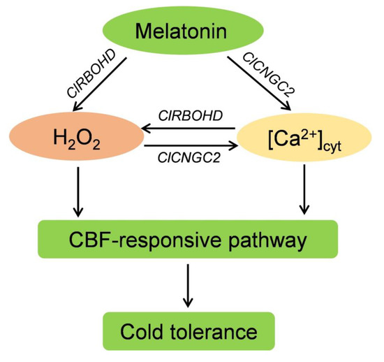 Positive Interaction between H2O2 and Ca2+ Mediates Melatonin-Induced ...