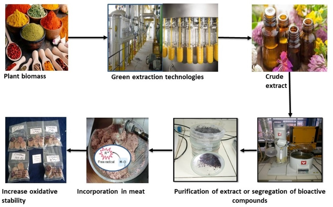 Antioxidant Extraction Compounds at Amanda Moretz blog