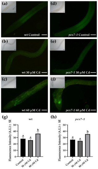 Peroxisomal PEX7 Receptor Affects Cadmium-Induced ROS and Auxin ...
