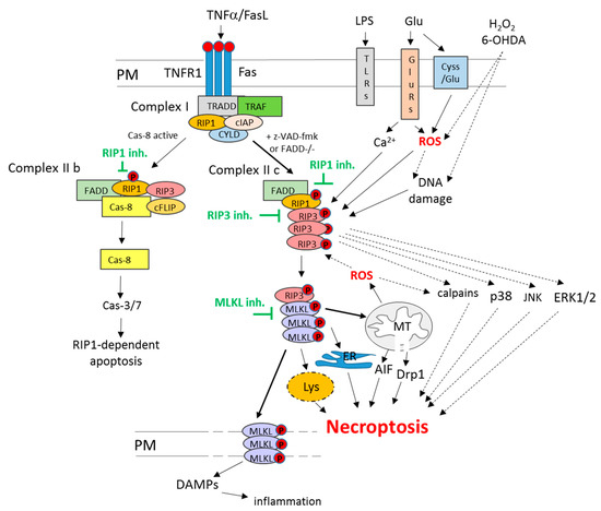 Preclinical Evidence for the Interplay between Oxidative Stress and ...