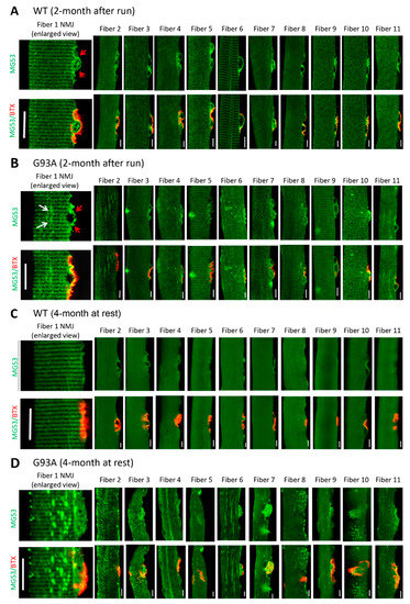 MG53 Preserves Neuromuscular Junction Integrity and Alleviates ALS ...