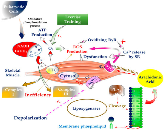 An Overview of Physical Exercise and Antioxidant Supplementation ...