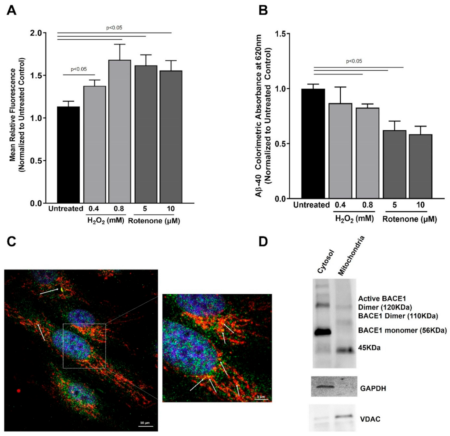 Antioxidants | Free Full-Text | BACE1 Inhibition Increases ...