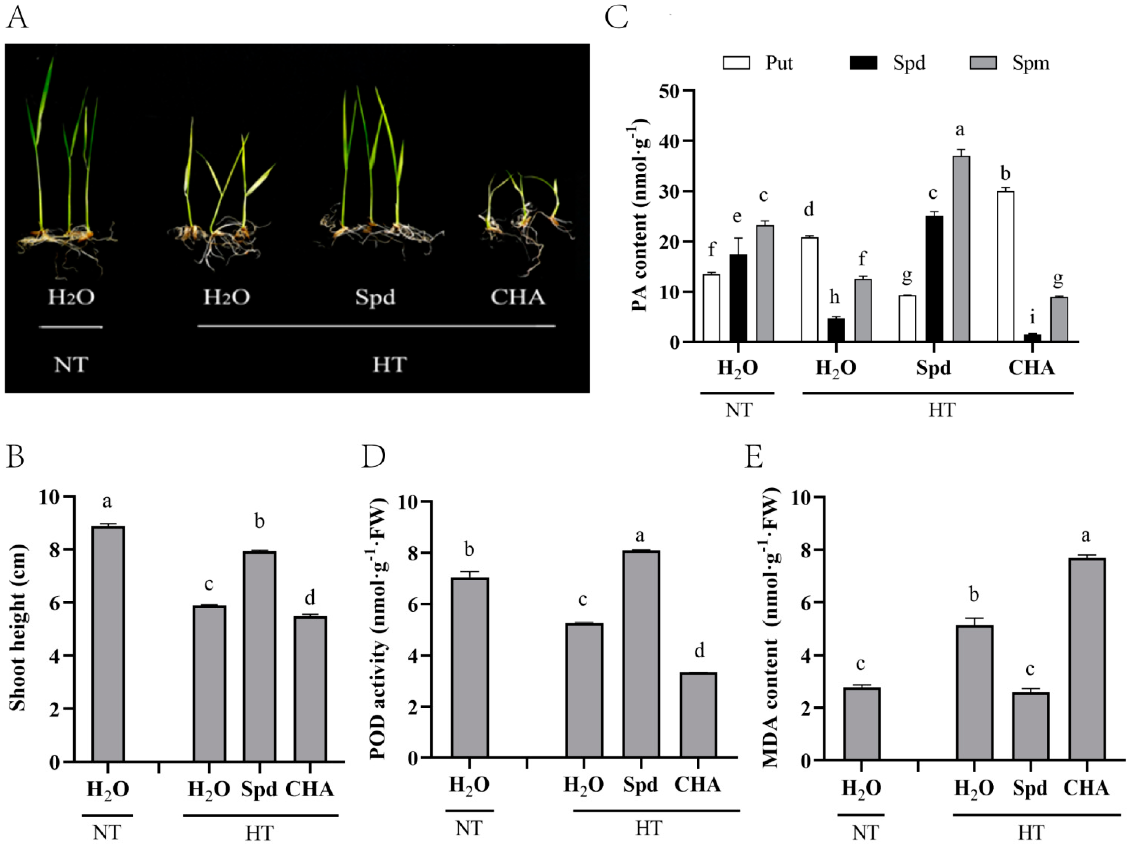 Spermidine Induces Expression of Stress Associated Proteins (SAPs ...