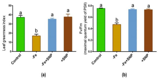 Nitric Oxide Prevents Fe Deficiency-Induced Photosynthetic Disturbance ...