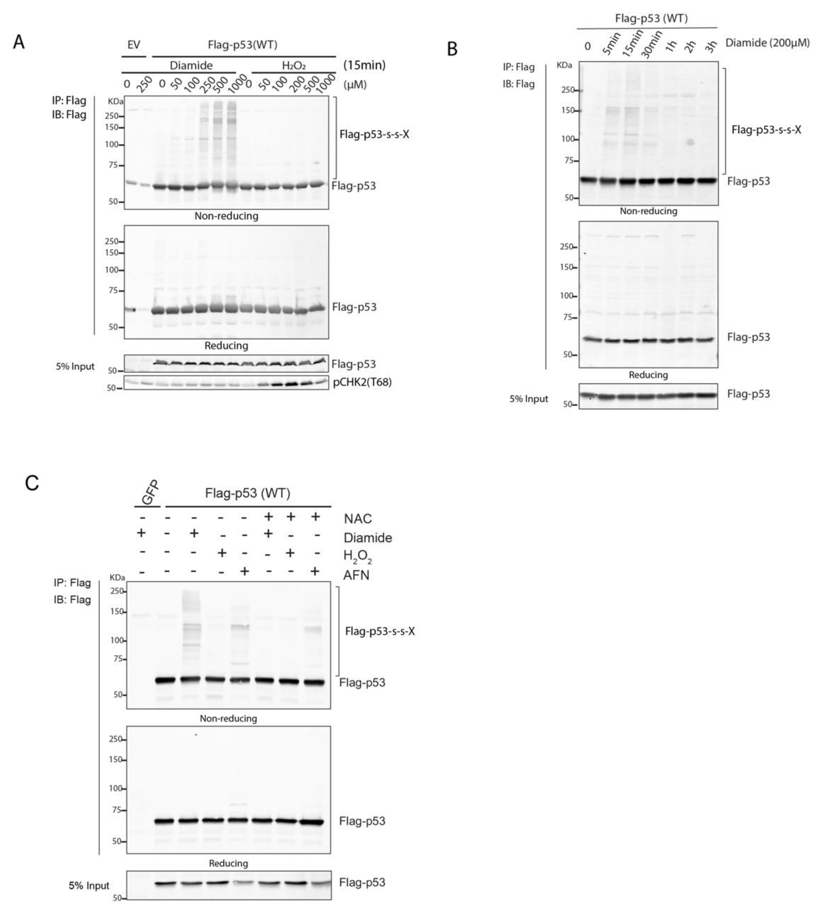 p53 Forms Redox-Dependent Protein–Protein Interactions through Cysteine 277