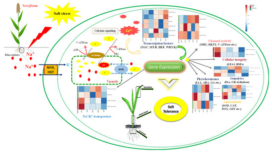 Genome-Wide Transcriptome Profiling, Characterization, and Functional ...