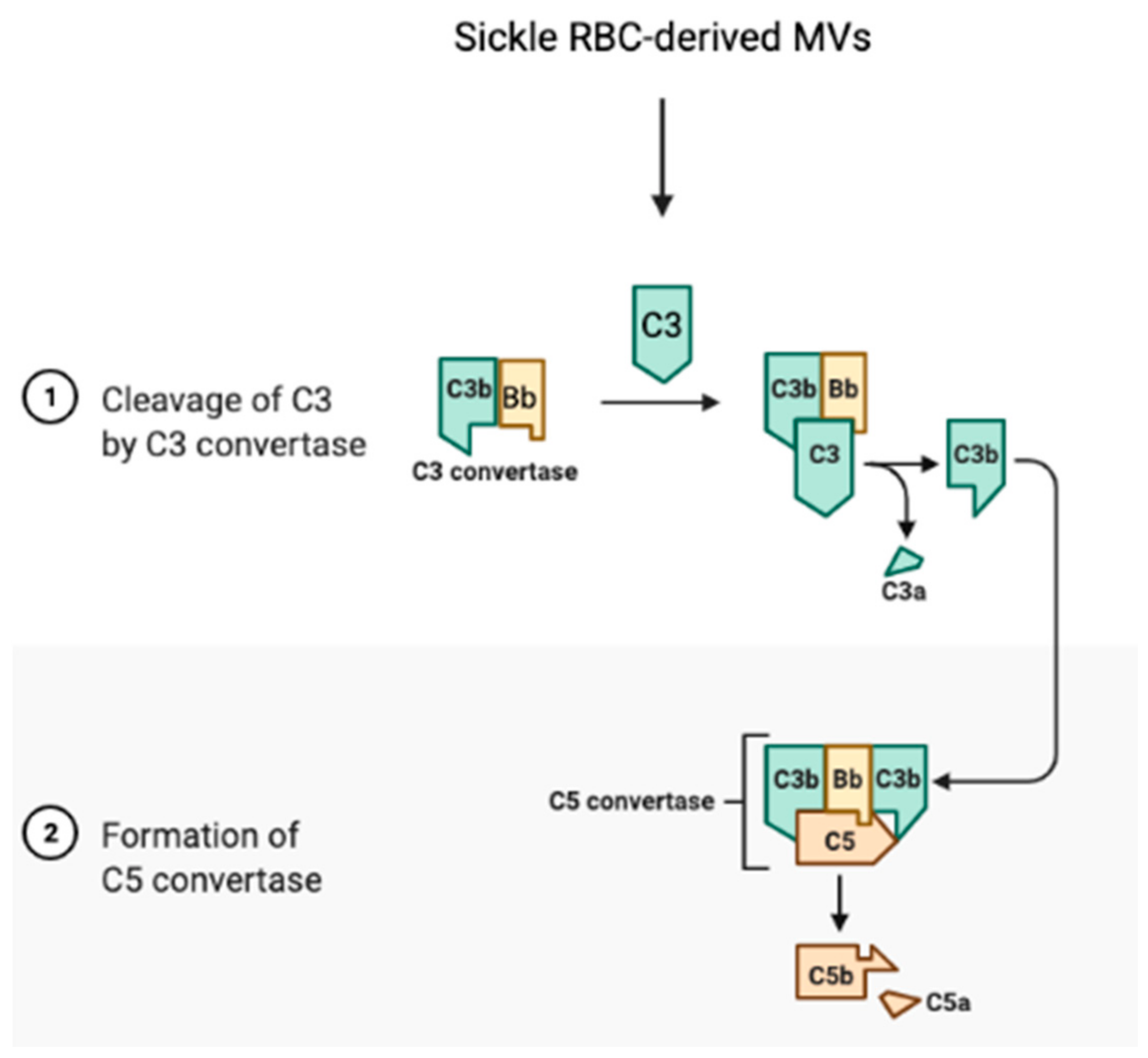 The Role of RBC Oxidative Stress in Sickle Cell Disease: From the ...