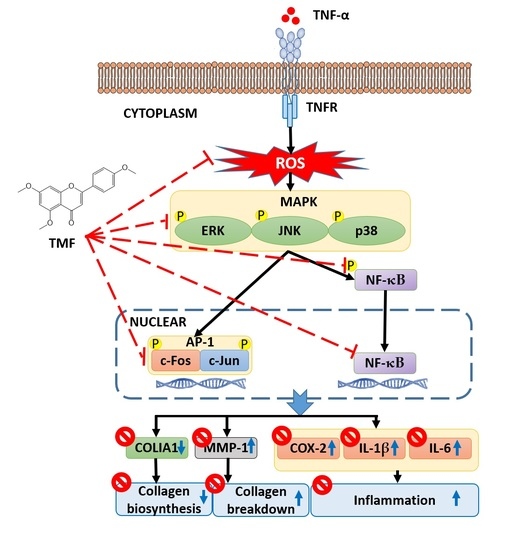 Antioxidants | Free Full-Text | Protective Effect of ...
