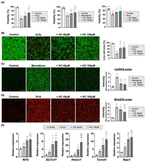 Histochrome Attenuates Myocardial Ischemia-Reperfusion Injury by ...