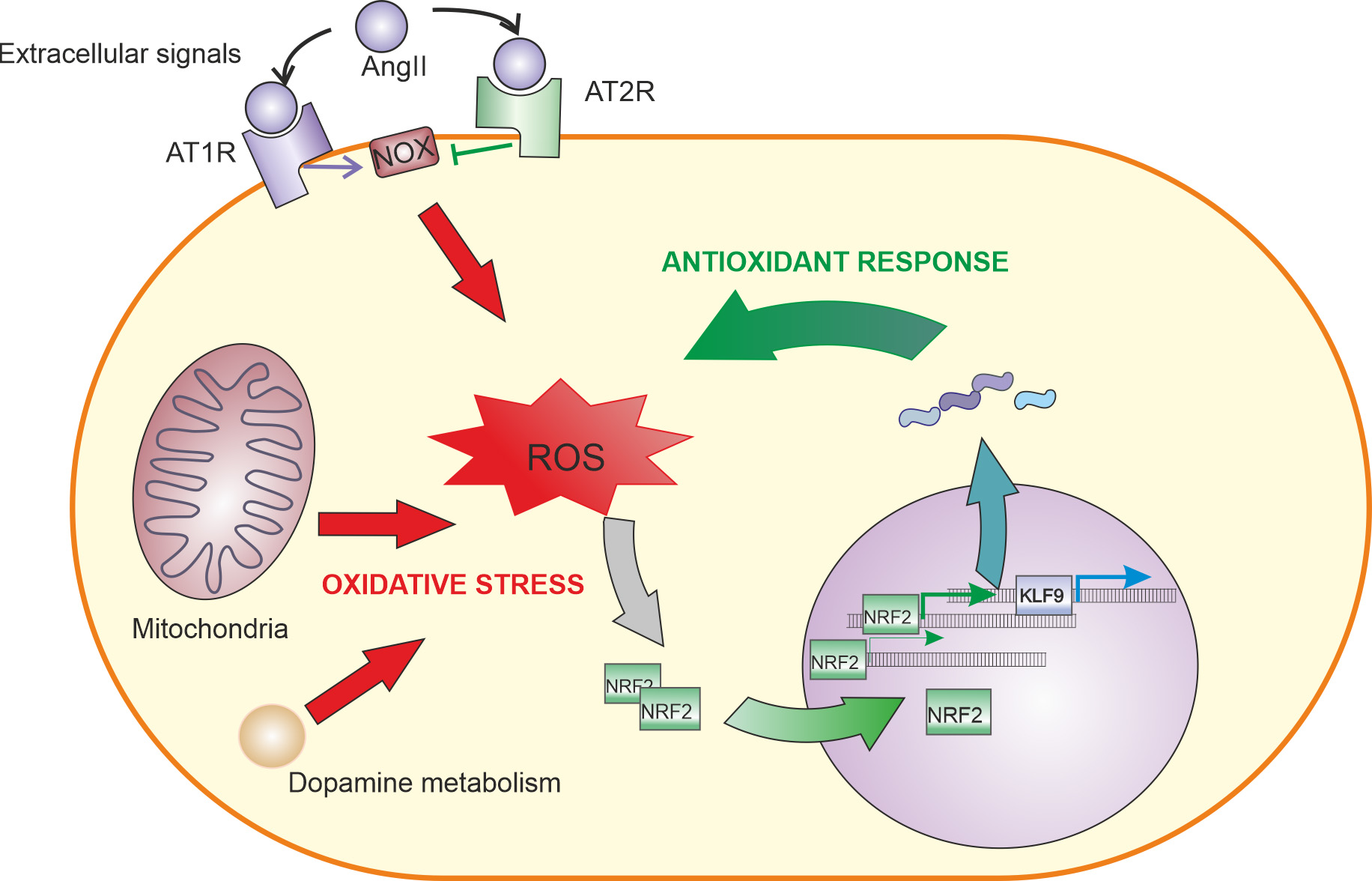 Antioxidants Free Full Text Nrf2 Activation And Downstream Effects