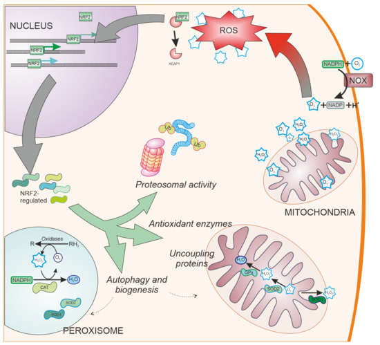 NRF2 Activation and Downstream Effects: Focus on Parkinson’s Disease ...
