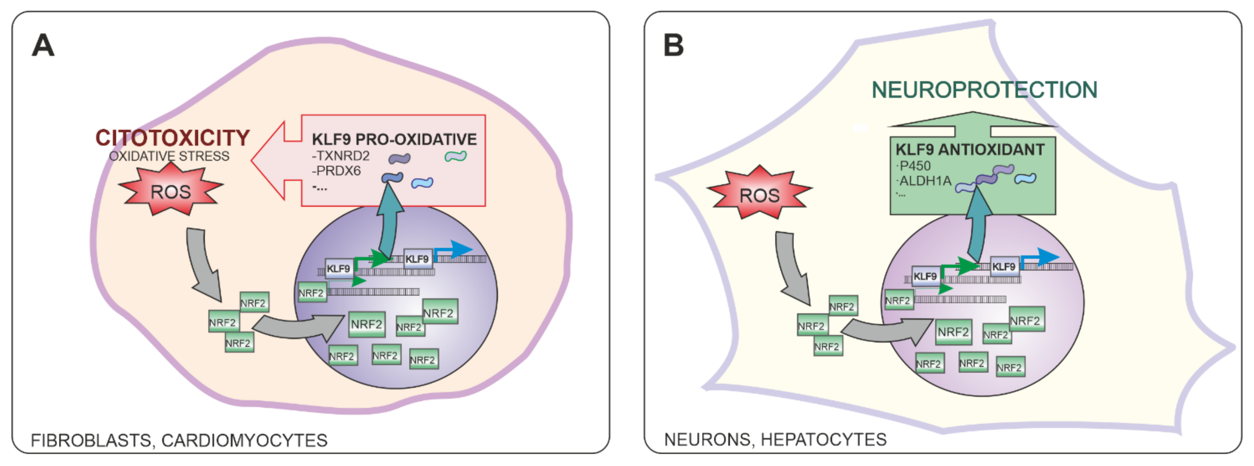 Antioxidants Free Full Text Nrf2 Activation And Downstream Effects