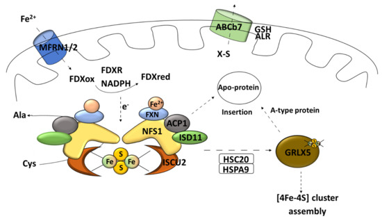 Antioxidants | Free Full-Text | Sulfur Administration in Fe–S Cluster ...