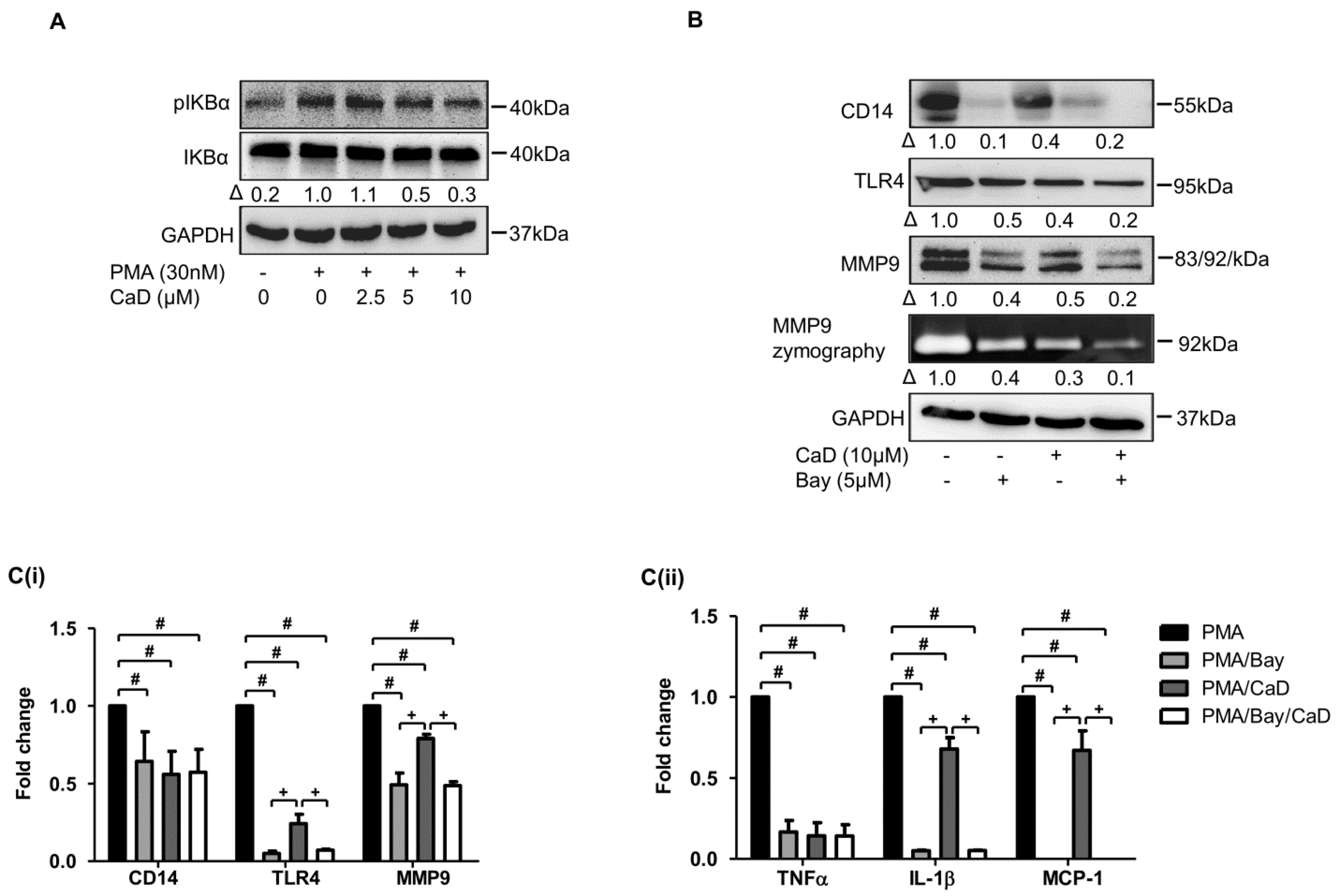 Calcium Dobesilate Modulates PKCδ-NADPH Oxidase- MAPK-NF-κB Signaling ...