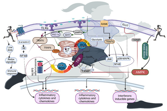 Exercise Cuts Both Ways with ROS in Remodifying Innate and Adaptive ...