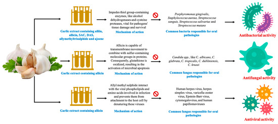 Garlic (Allium sativum L.) Bioactives and Its Role in Alleviating Oral ...