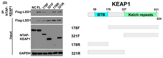 Glucose Activates Lysine-Specific Demethylase 1 through the KEAP1/p62 ...