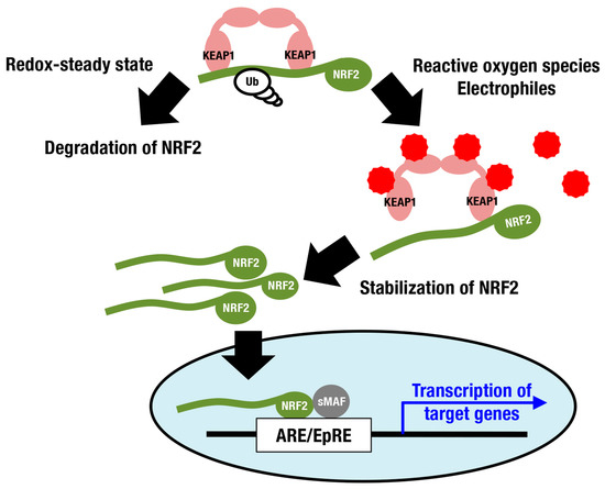 The KEAP1-NRF2 System in Healthy Aging and Longevity