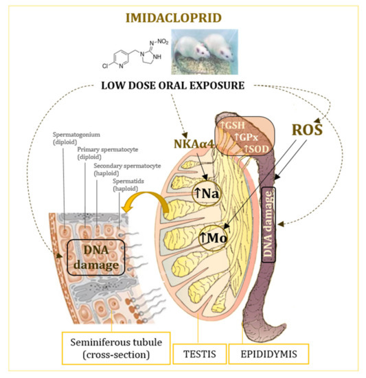 Effects of Sub-Chronic Exposure to Imidacloprid on Reproductive Organs ...