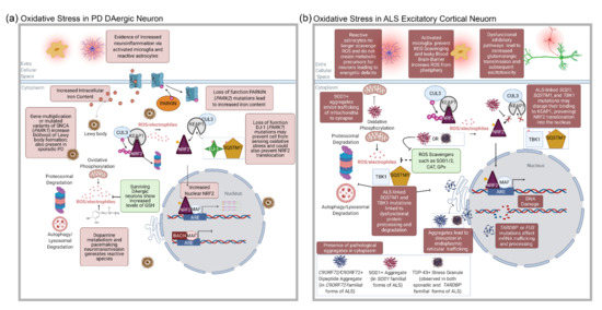 Antioxidants Free Full Text The Nrf2 Dependent Transcriptional
