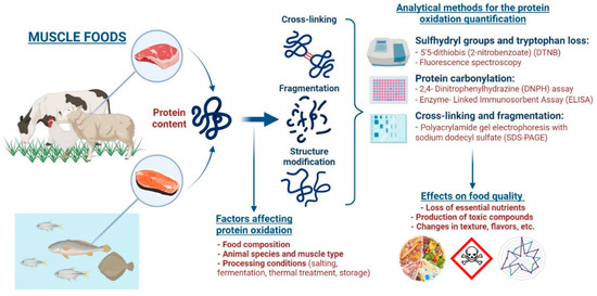 Protein Oxidation in Muscle Foods: A Comprehensive Review