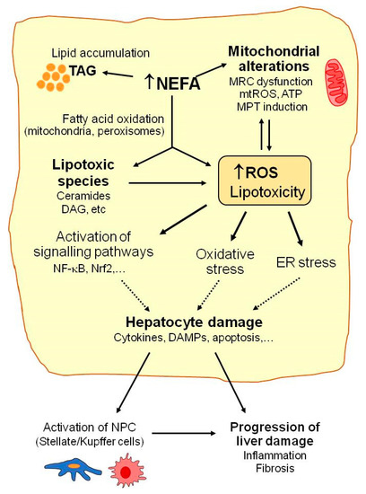 Cell Models and Omics Techniques for the Study of Nonalcoholic Fatty ...