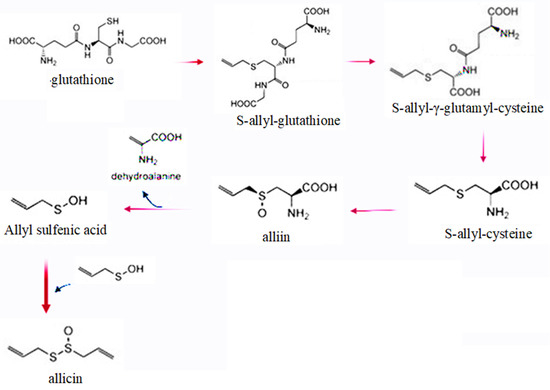 Allicin, an Antioxidant and Neuroprotective Agent, Ameliorates ...