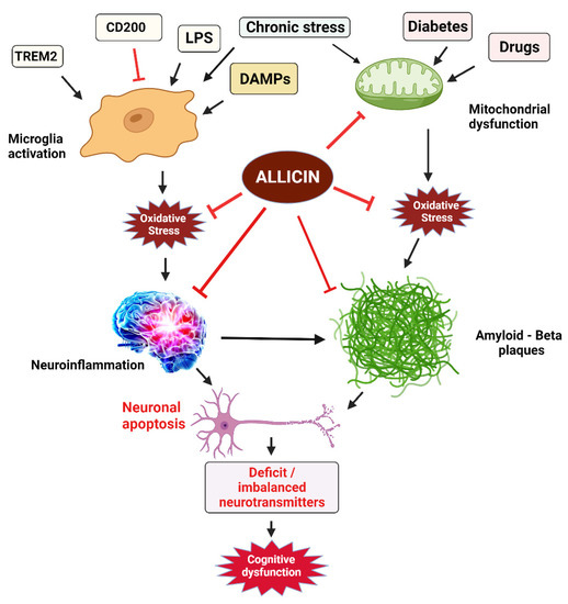 Allicin, an Antioxidant and Neuroprotective Agent, Ameliorates ...