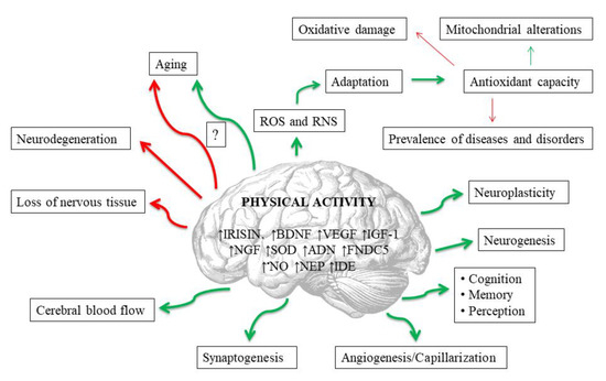 Physical Activity vs. Redox Balance in the Brain: Brain Health, Aging ...