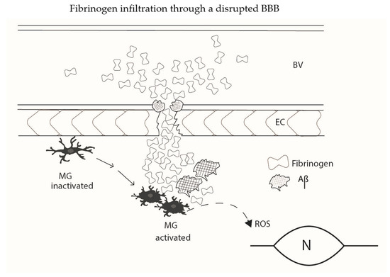 A Leaky Blood–Brain Barrier to Fibrinogen Contributes to Oxidative ...