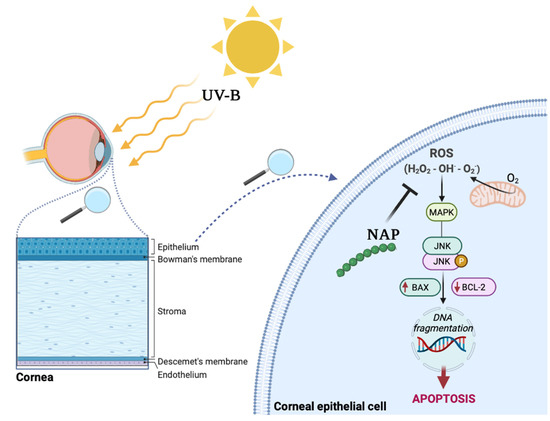 Activity-Dependent Neuroprotective Protein (ADNP)-Derived Peptide (NAP ...