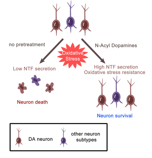 Antioxidants | Special Issue : Antioxidants in Neurons
