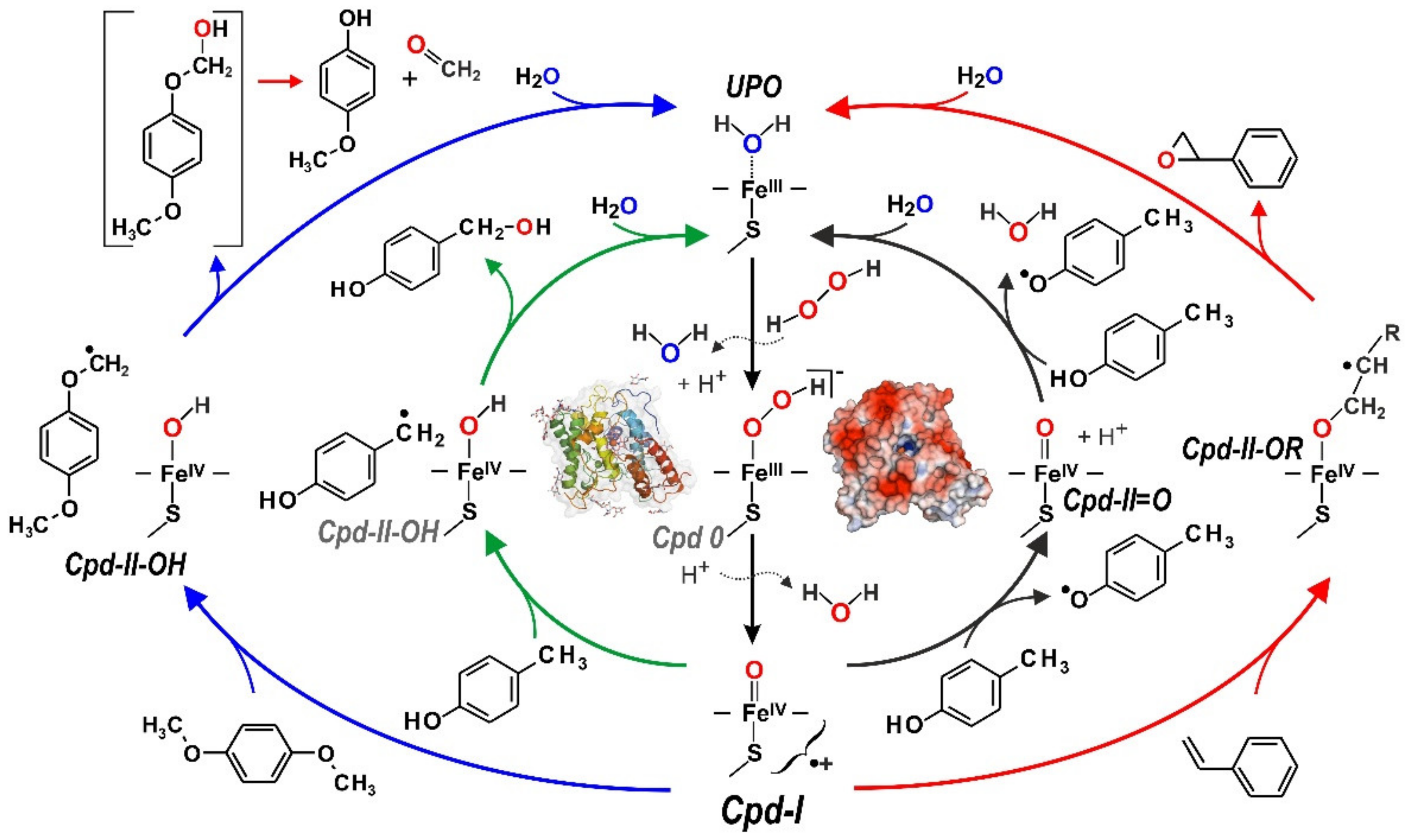 Peroxide-Mediated Oxygenation of Organic Compounds by Fungal Peroxygenases