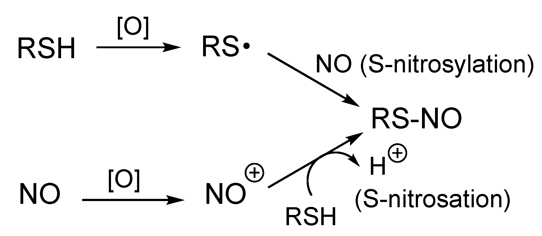 Hydropersulfides (RSSH) and Nitric Oxide (NO) Signaling: Possible ...