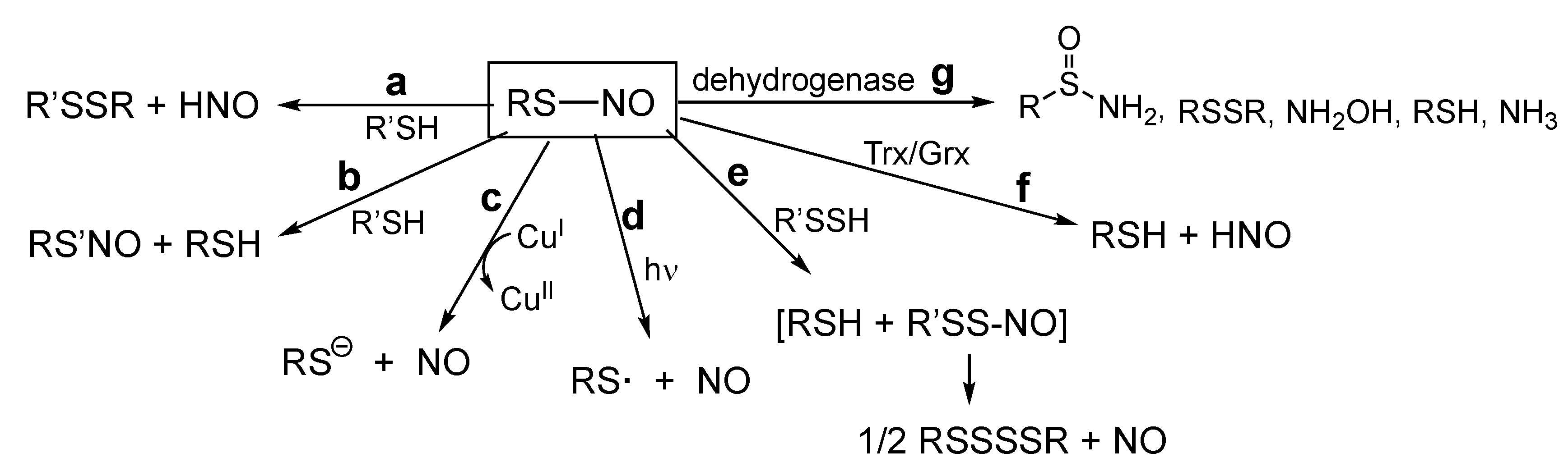 Hydropersulfides (RSSH) and Nitric Oxide (NO) Signaling: Possible ...