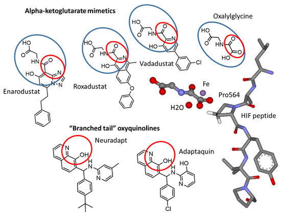 Structure–Activity Relationships and Transcriptomic Analysis of Hypoxia ...