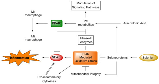 The Role of Selenium in Pathologies: An Updated Review