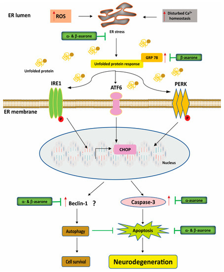 Molecular Mechanisms and Therapeutic Potential of α- and β-Asarone in ...