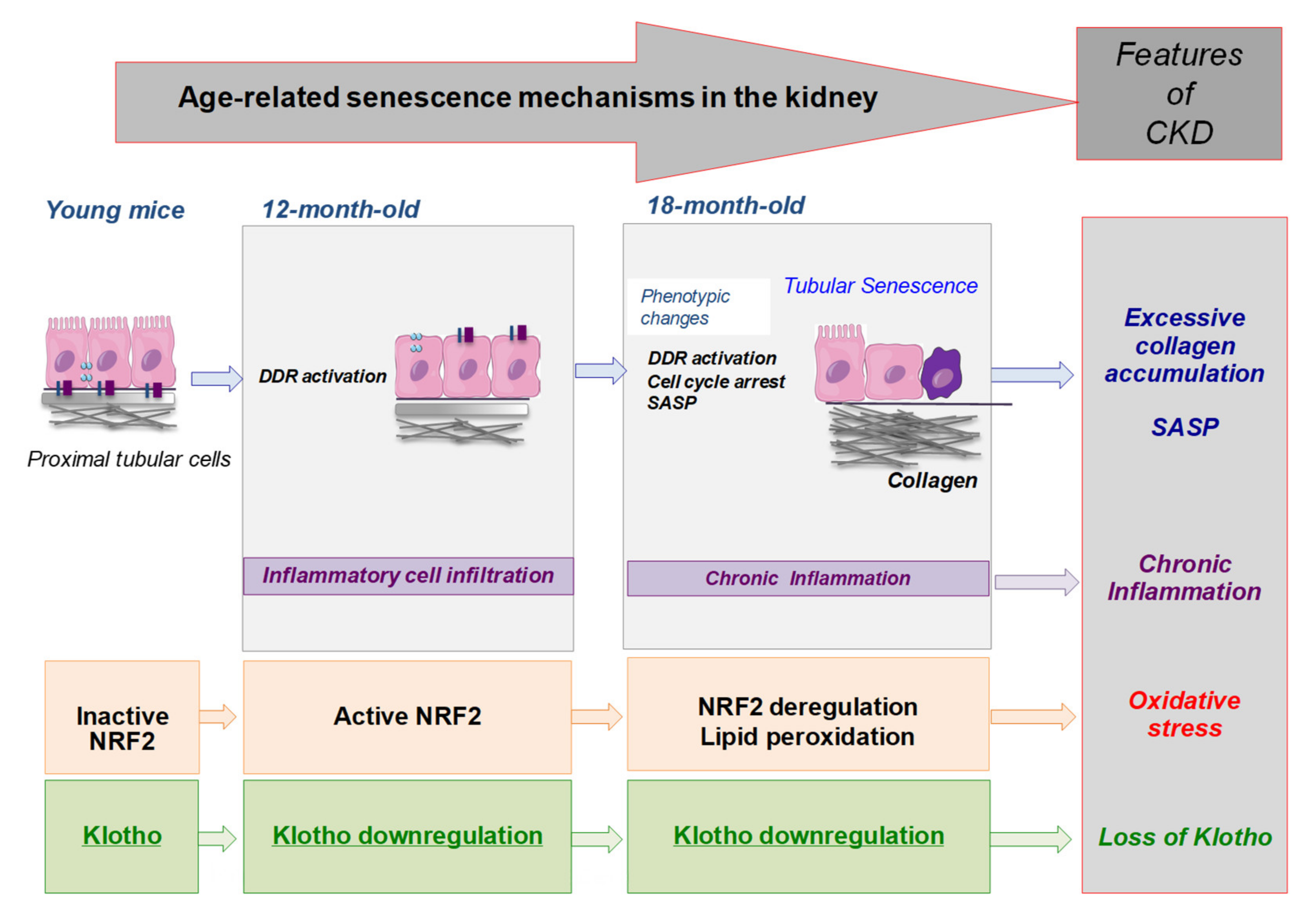 Oxidative Stress and Cellular Senescence Are Involved in the Aging Kidney