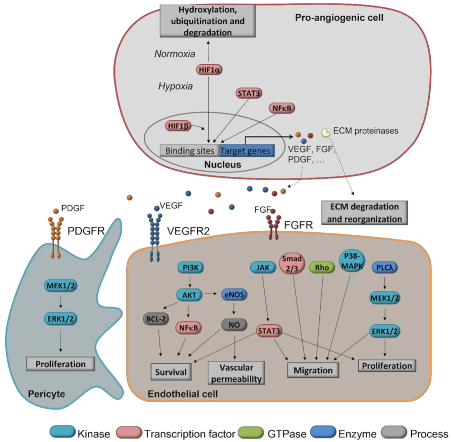 Antioxidants Free Full Text Antiangiogenic Phytochemicals