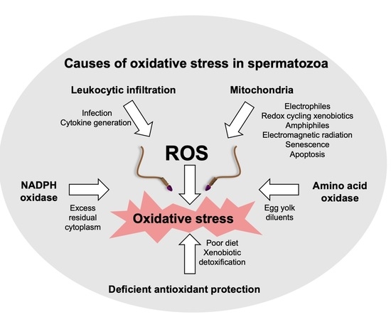 Antioxidants Free Full Text Male Infertility And Oxidative Stress