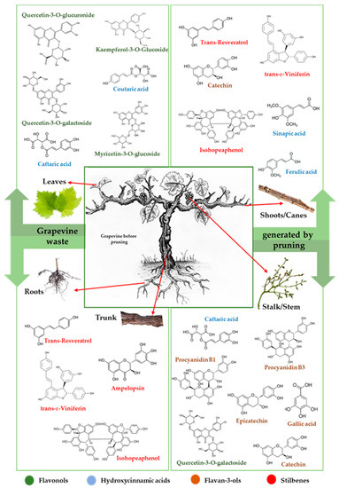 Grapevine Wastes: A Rich Source of Antioxidants and Other Biologically ...